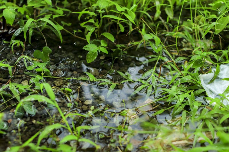 Puddle stock photo. Image of plant, leaf, forest, water - 362352356