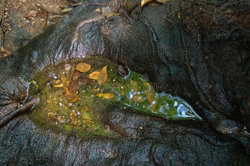 Puddle in the Roots of a Tree Stock Photo - Image of small, forest ...