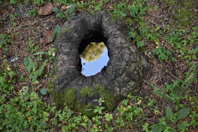 345 Rotten Wet Tree Stump Stock Photos - Free & Royalty-Free Stock ...
