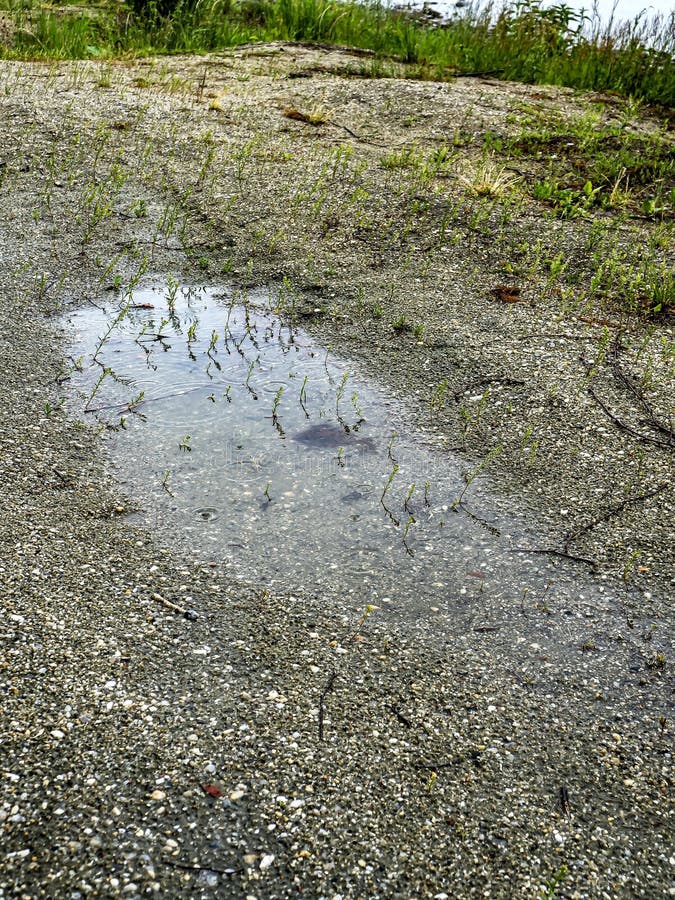Puddle on the Sandy Shore of the Lake during the Rain Stock Photo ...