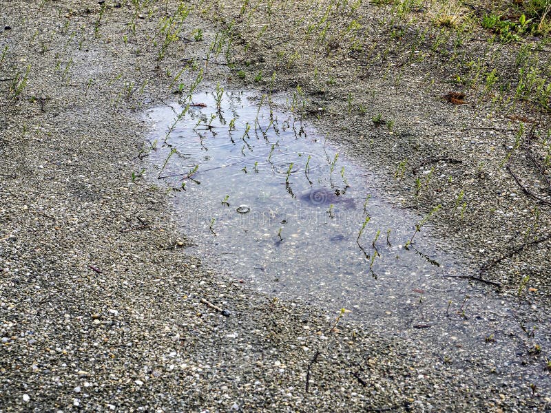 Puddle on the Sandy Shore of the Lake during the Rain Stock Photo ...