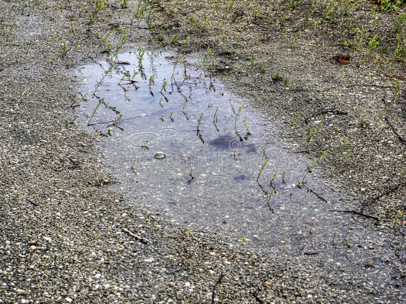 Puddle on the Sandy Shore of the Lake during the Rain Stock Photo ...