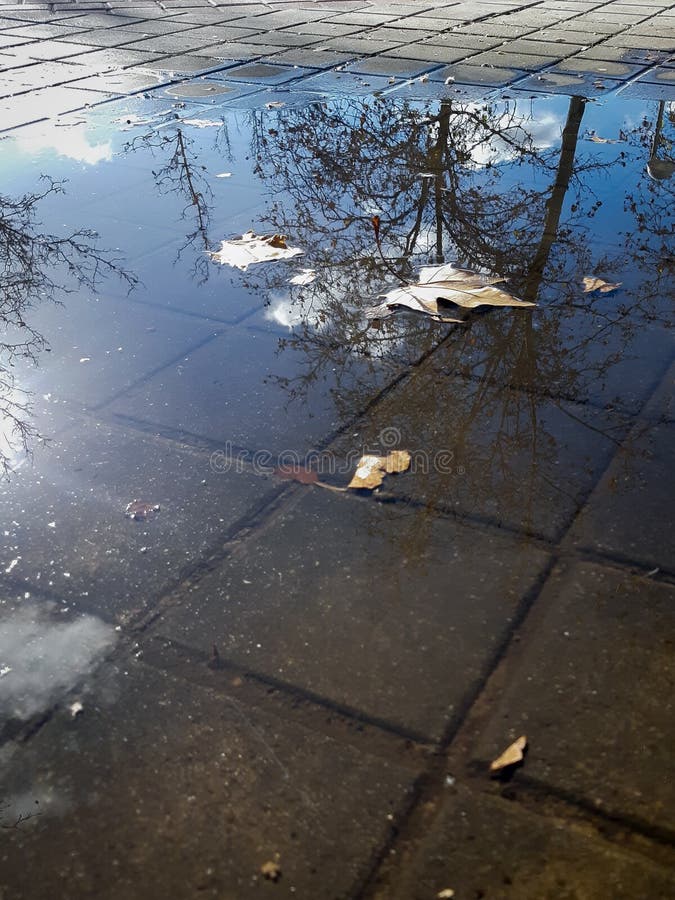 Puddle on the Sidewalk Reflecting Trees Stock Photo - Image of sidewalk ...