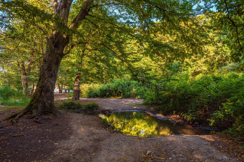 Small Swamp in a Green Forest Stock Image - Image of green, pond: 218715875