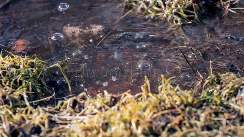 Puddle during the Rain on a Grassy Road Stock Photo - Image of park ...
