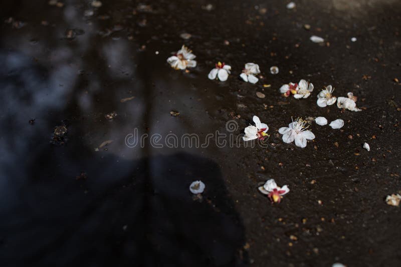 Puddle of Spring Flowers and a Reflection of a Tree after Rain. Stock ...