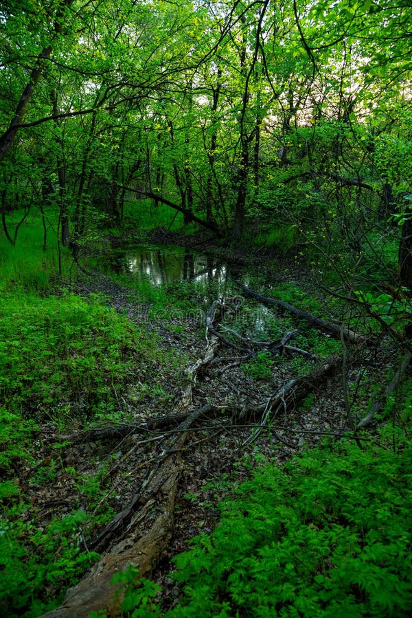 A Puddle in the Spring Green Forest Stock Image - Image of area, lush ...