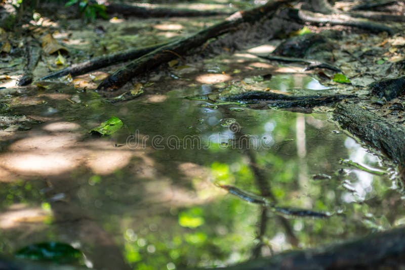 A Puddle of Water on the Stump Stock Photo - Image of plant, background ...