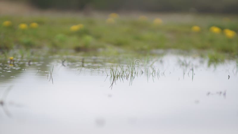 Water Puddle On A Wild Green Meadow Stock Image - Image of puddle ...
