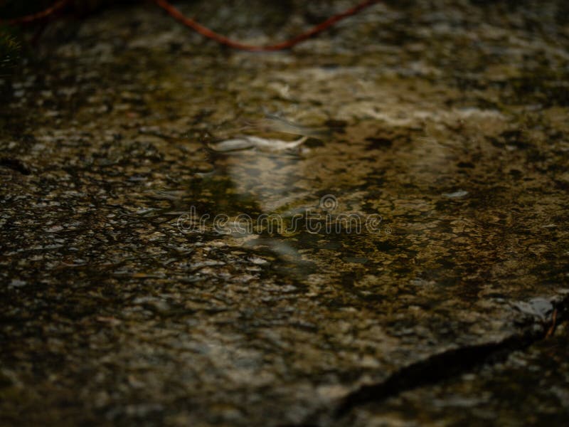 Puddle of Water on Pathway after Rain Stock Photo - Image of drops ...