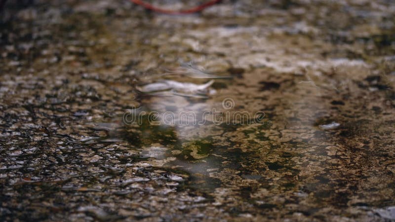 Puddle of Water on Pathway after Rain Stock Footage - Video of liquid ...