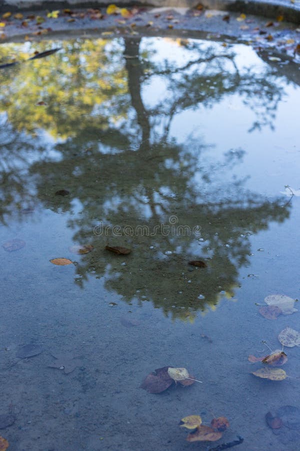 Puddle Water Reflection of a Tree in a Park in Autumn Fall Season Stock ...