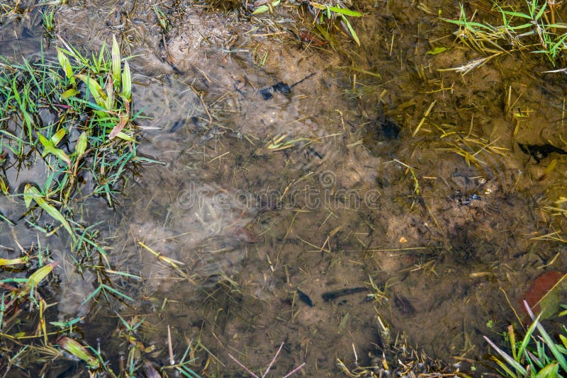 Puddle of Water with Small Fish Stock Image - Image of beautiful, dirty ...