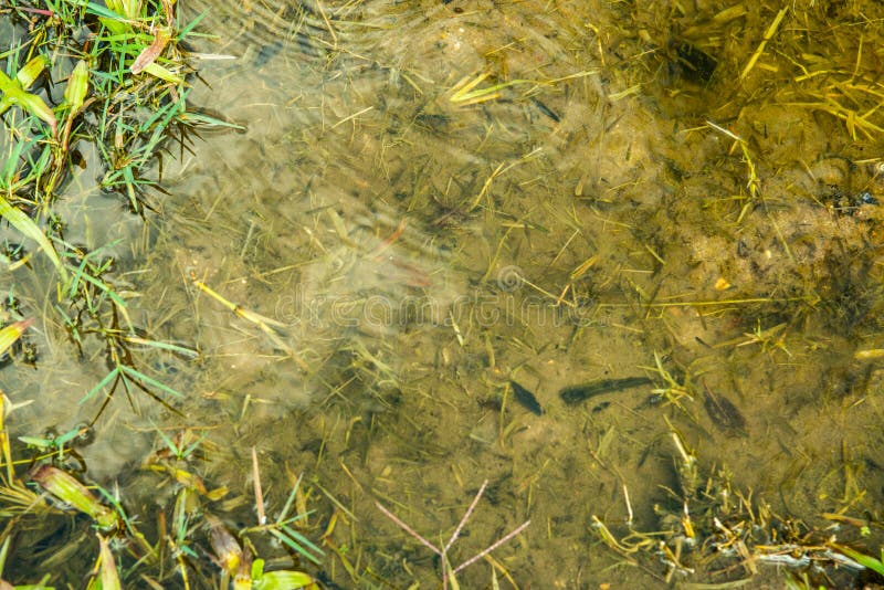 Puddle of Water with Small Fish Stock Photo - Image of swimming, fauna ...
