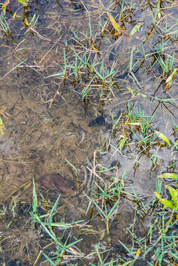 Fish in the puddle stock photo. Image of animals, environment - 127693702