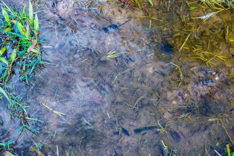 Fish in the puddle stock photo. Image of animals, environment - 127693702