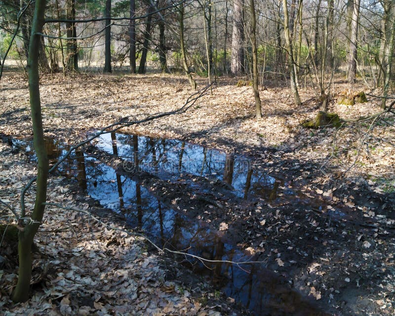 Puddle of Water in the Spring Forest Stock Photo - Image of water ...