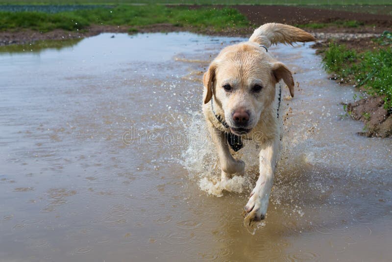 Puddle stock photo. Image of haired, mouth, emotion, close - 54208462