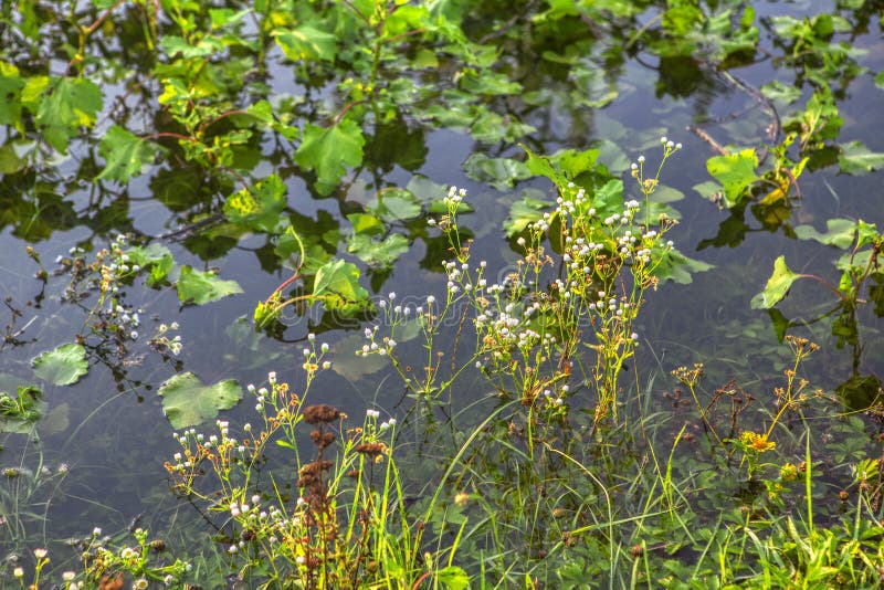 Puddle wild plants stock image. Image of landscape, outdoor - 136746615