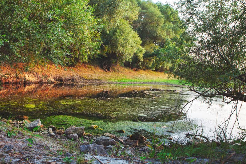 Puddle wilderness stock photo. Image of river, forest - 190122082