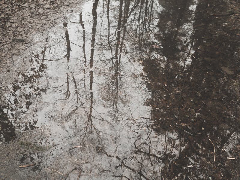 Puddle in the Woods with Reflections of the Trees and the Sky. Stock ...