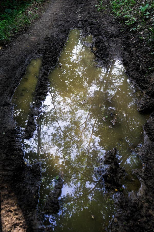 Puddle And Reflections In The Woods Stock Photo - Image of park, nature ...