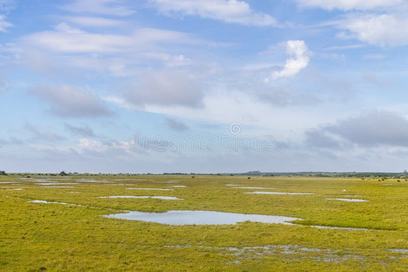 Puddles and Cows at farm stock image. Image of cloud - 85245291