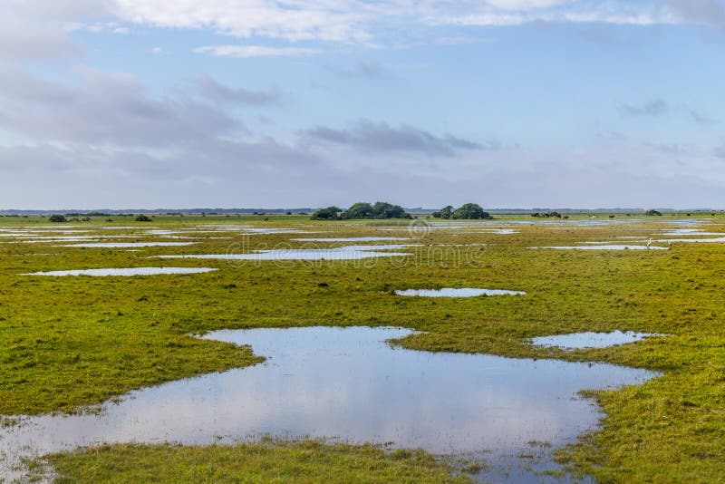 Puddles and Cows at farm stock image. Image of graze - 85274583