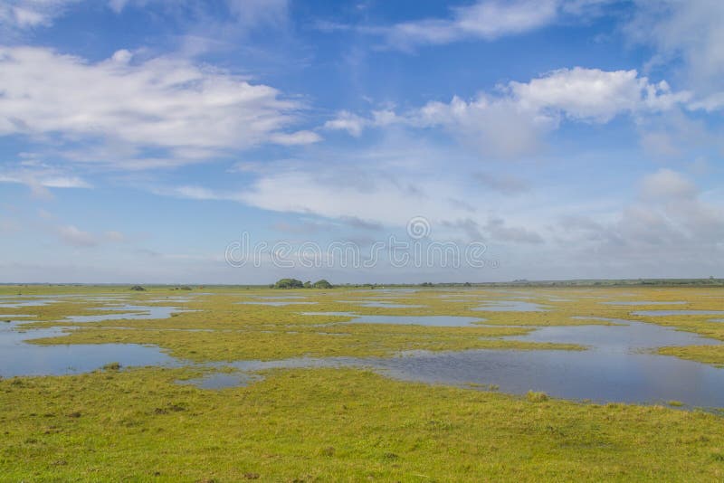 Puddles at farm stock image. Image of mostardas, field - 85410721