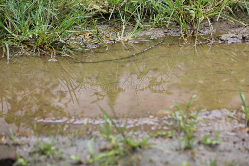 Puddles on the Ground after Rain Stock Photo - Image of grass, fishpond ...