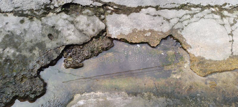 Puddles with Moss on the Cement Floor Stock Image - Image of stream ...