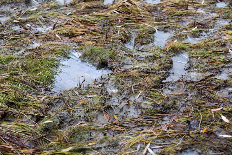 Puddles on muddy ground stock image. Image of dirt, autumn - 102058149