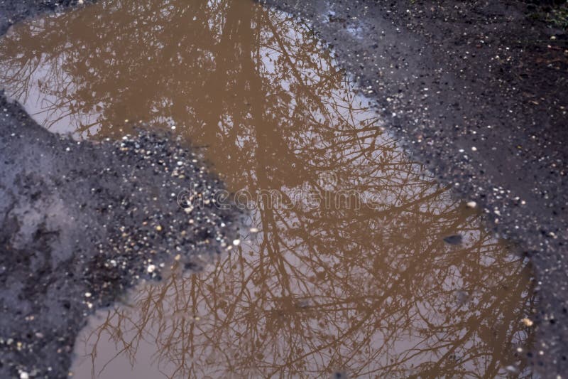 Puddles on a Path with Bare Trees Casted in the Water Stock Image ...