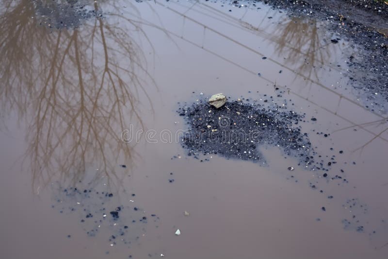Puddles on a Path with Bare Trees Casted in the Water Stock Photo ...