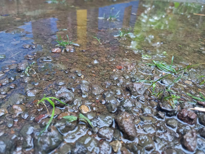 Puddles of Rainwater on the Ground. Stock Photo - Image of plant, grass ...