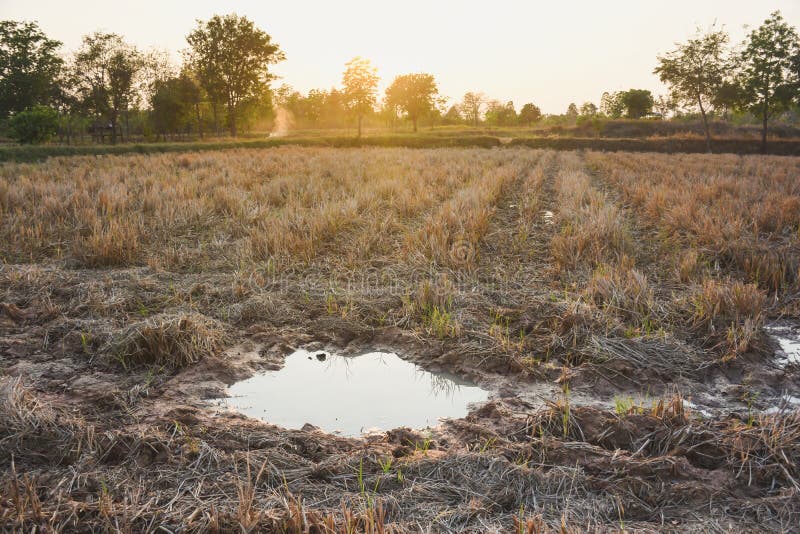 Puddles in the Rice Fields at Sunset Stock Photo - Image of landscape ...