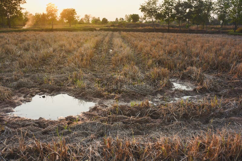 Puddles in the Rice Fields at Sunset Stock Photo - Image of climate ...
