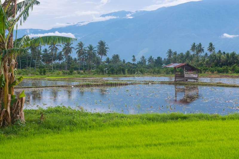 Puddles of Water in the Rice Fields are a Sign that the Rice Planting ...