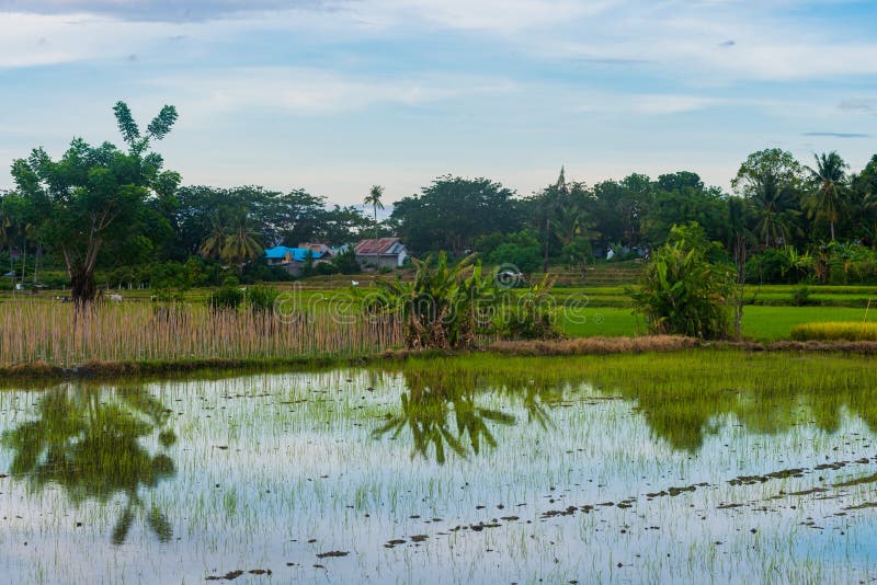 Puddles of Water in the Rice Fields are a Sign that the Rice Planting ...