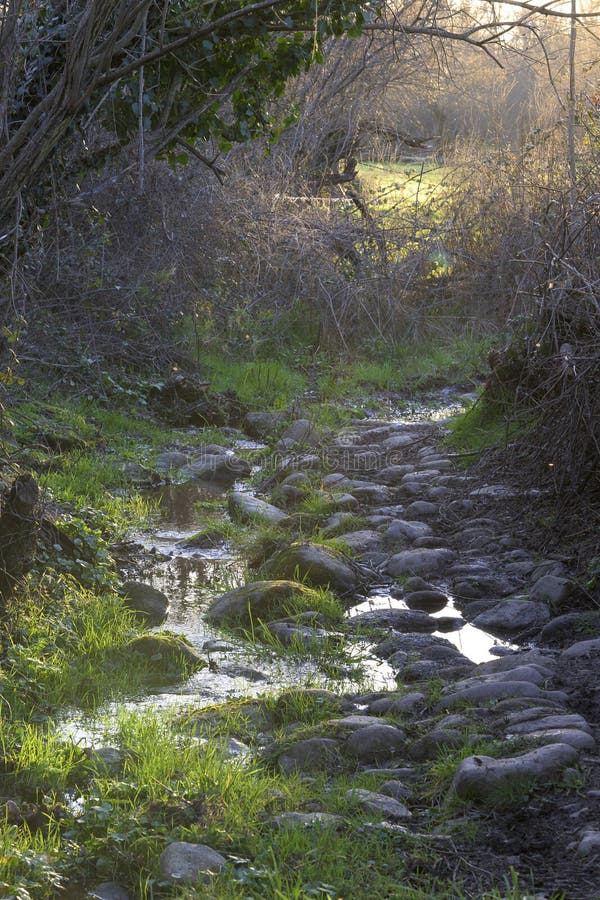 Puddles of Water on Stone Path with Golden Sunset Light Vertically ...