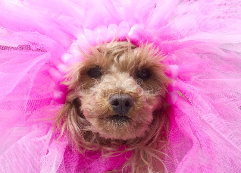 Rosafarbene Pudelrock- Und -sattelschuhe Stockfoto - Bild von pudel ...