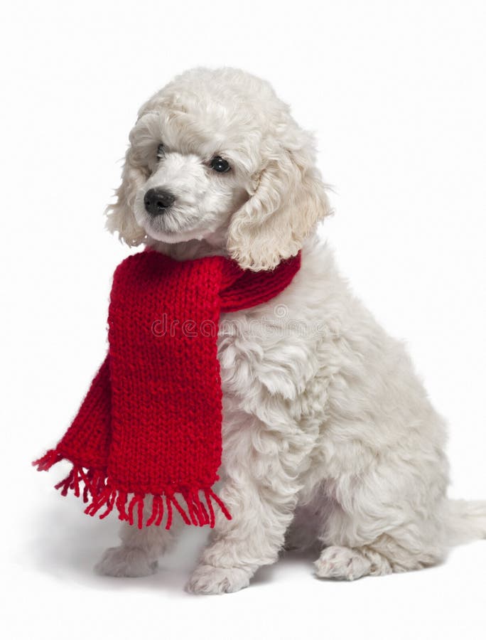 Pudel lokalisiert auf Weiß stockfoto. Bild von gepflegt - 36166672