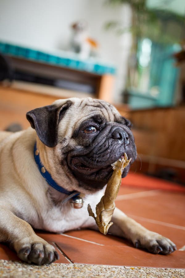 Pudge stockbild. Bild von möpse, entzückend, freundlich - 64237967