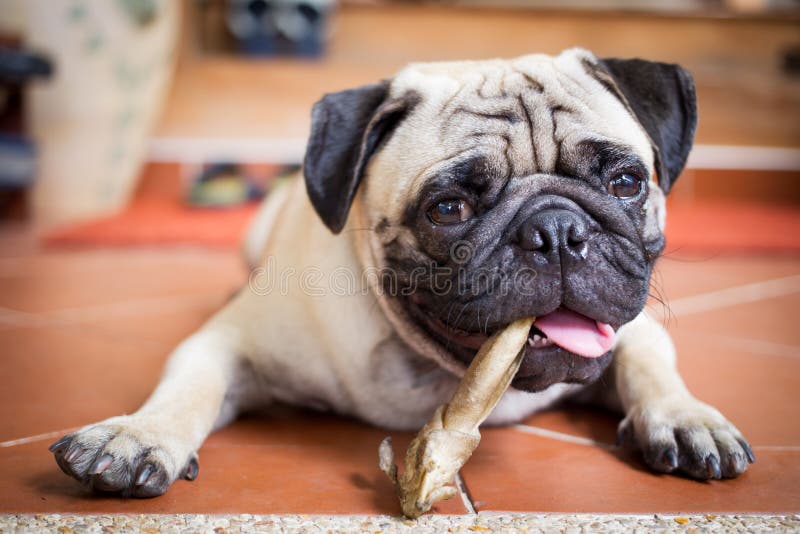 Pudge stock image. Image of sleeping, funny, breed, isolated - 64237941