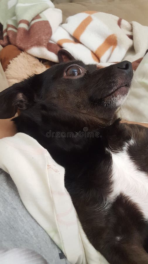 Pudge stock photo. Image of heart, chubby, pudge, little - 79228594