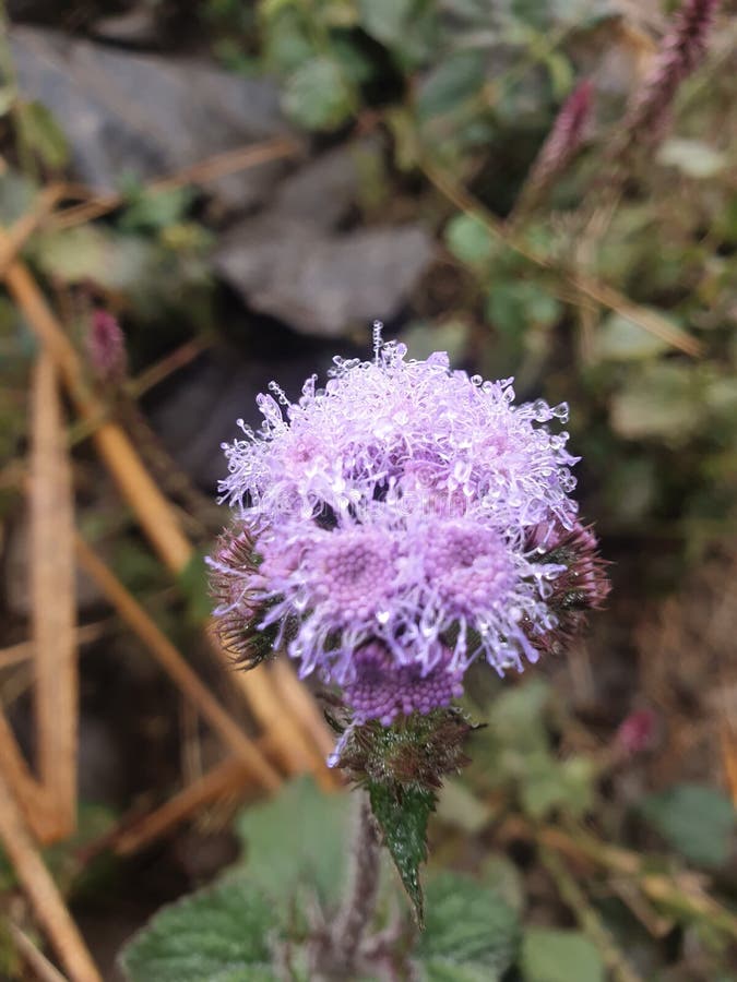 Pudina Flowar Stock Photos - Free & Royalty-Free Stock Photos from ...