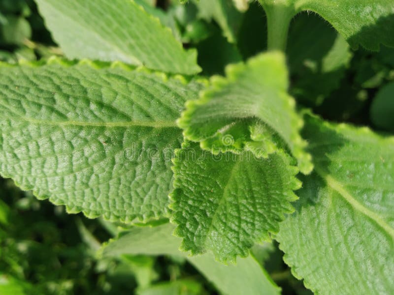 Heldi Stock Photos - Free & Royalty-Free Stock Photos from Dreamstime