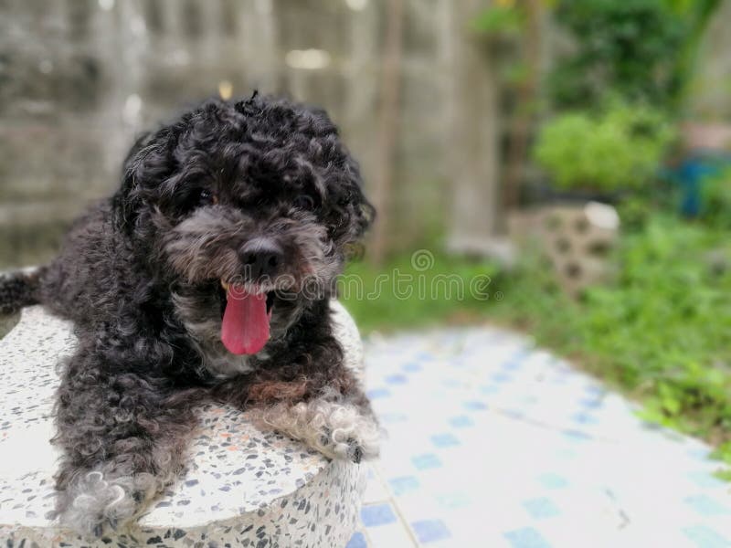 Pudle dog stock photo. Image of friend, small, pudle - 93017450