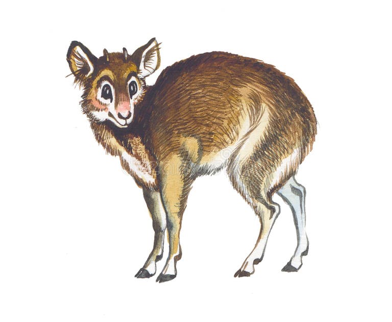 Pudu Ilustraciones Stock, Vectores, Y Clipart – (141 Ilustraciones Stock)
