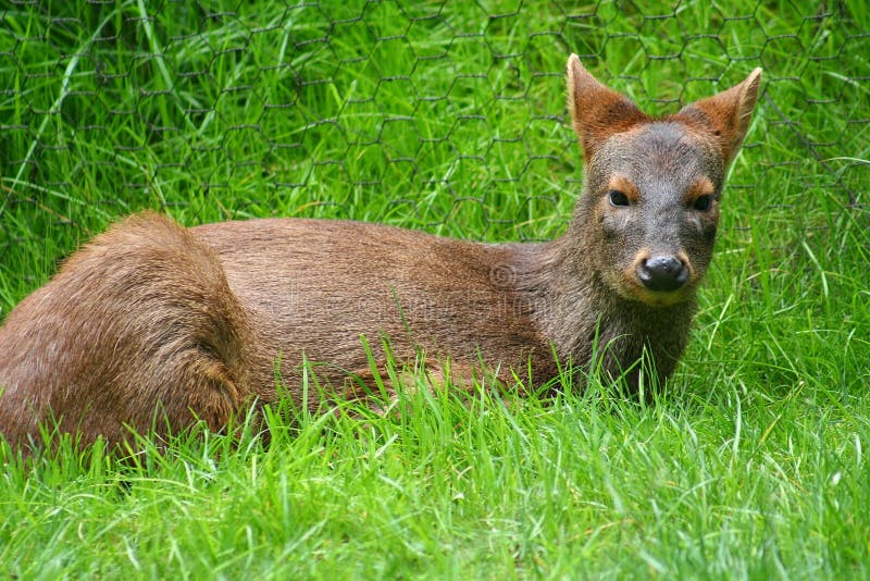 Pudu Deer stock photo. Image of furry, grass, argentina - 856158